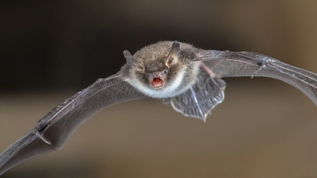 Are Bats Scared Of Humans? - WildLifeFAQ
