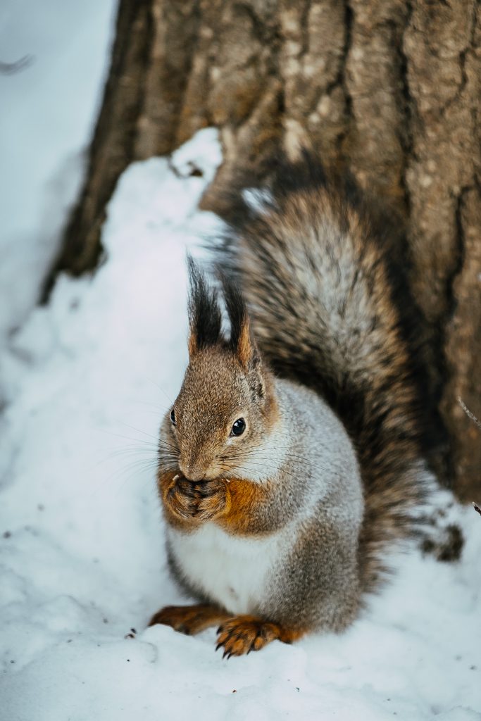 Where Do Squirrels Go In Winter? ????️ - WildLifeFAQ