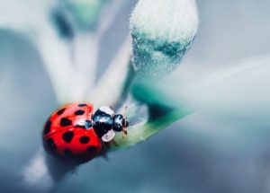 Where Do Ladybugs Go In The Winter? ???? (Explained) - WildLifeFAQ