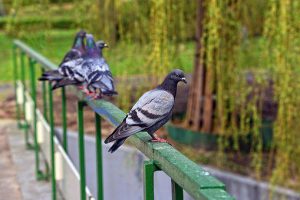 The 20 Most Annoying Animals In The World - WildLifeFAQ