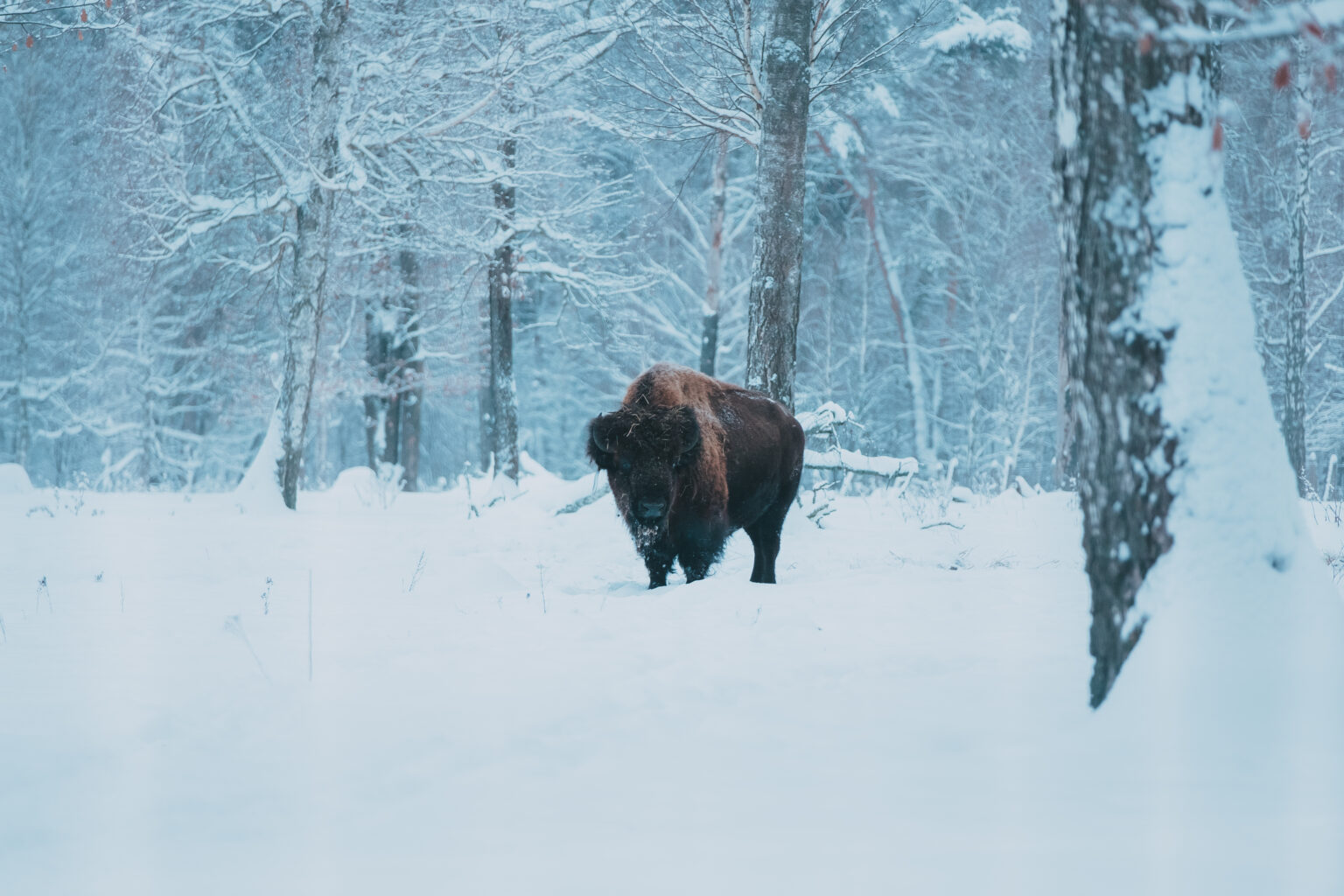 What Biome Do Bison Live In - WildLifeFAQ