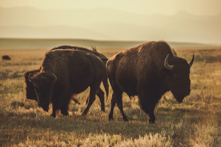 How Many Pure Bison Are Left? Let's Do a Deep Dive Into The Population ...