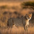 What sounds and communication methods do cheetahs use?