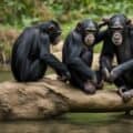 How do chimpanzees behave in the wild and in captivity?
