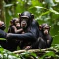 How do chimpanzees behave in the wild and in captivity?