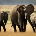 How do elephants use their trunks for various activities?