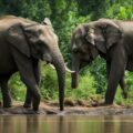 What do elephants typically eat, and how do they feed?