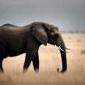 What do elephants typically eat, and how do they feed?
