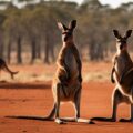 How do kangaroos hop, and what are the advantages of this mode of ...