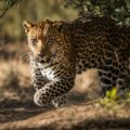 How do leopard cubs grow and develop?