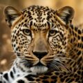 Why do leopards have spots, and what is their purpose?