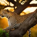 Why do leopards have spots, and what is their purpose?