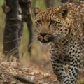 Why do leopards have spots, and what is their purpose?