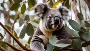 How are koalas cared for in captivity, and what challenges do they face?