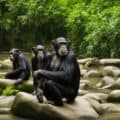 How do chimpanzees mate and reproduce in the wild?