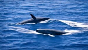How do blue whales reproduce?