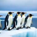 Penguins' Secrets to Warmth - How Do Penguins Stay Warm?