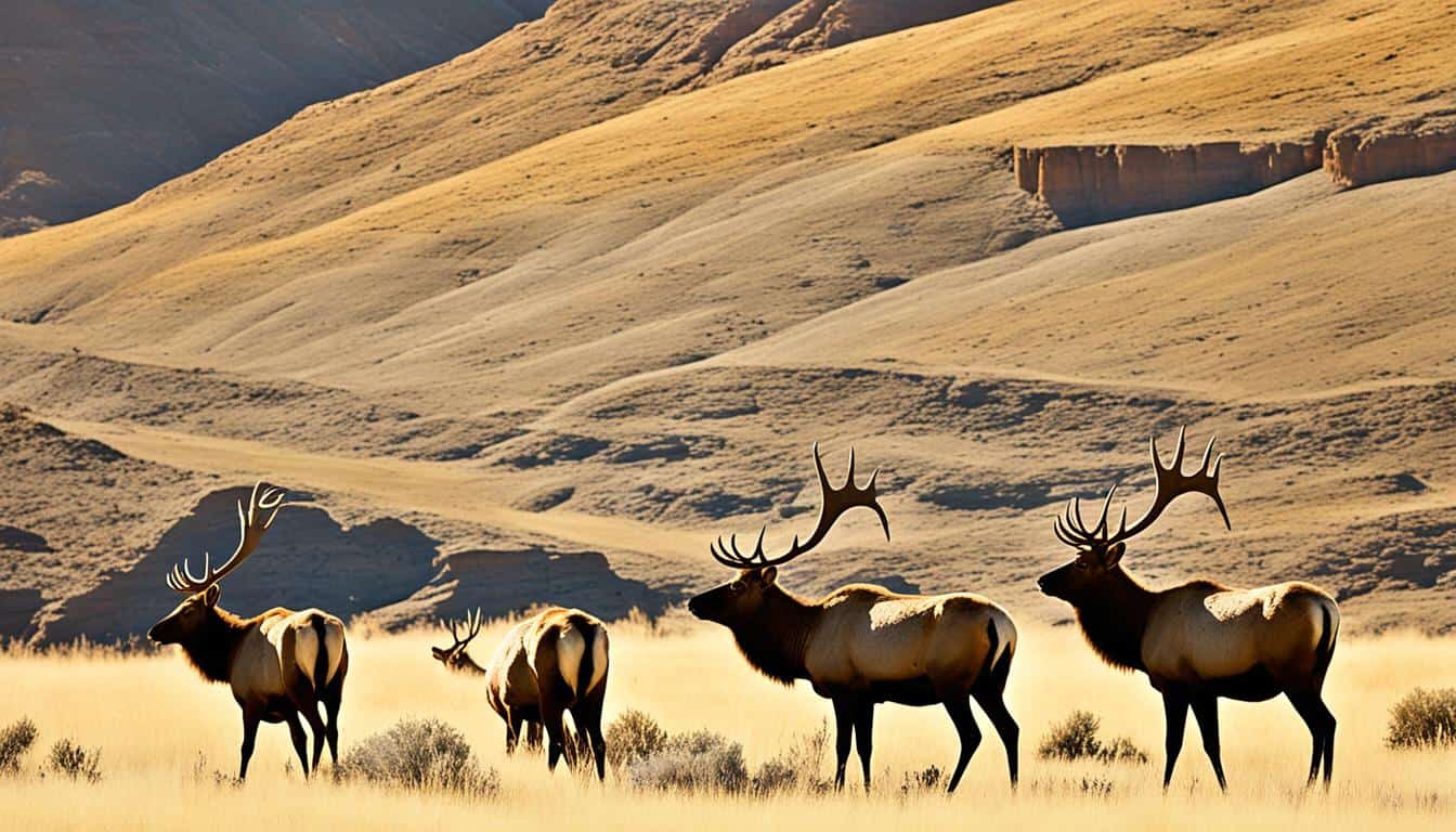What types of habitats do elk prefer?