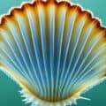 How do scallops move?