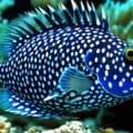 What do pufferfish eat?