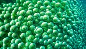 How do scallops move?